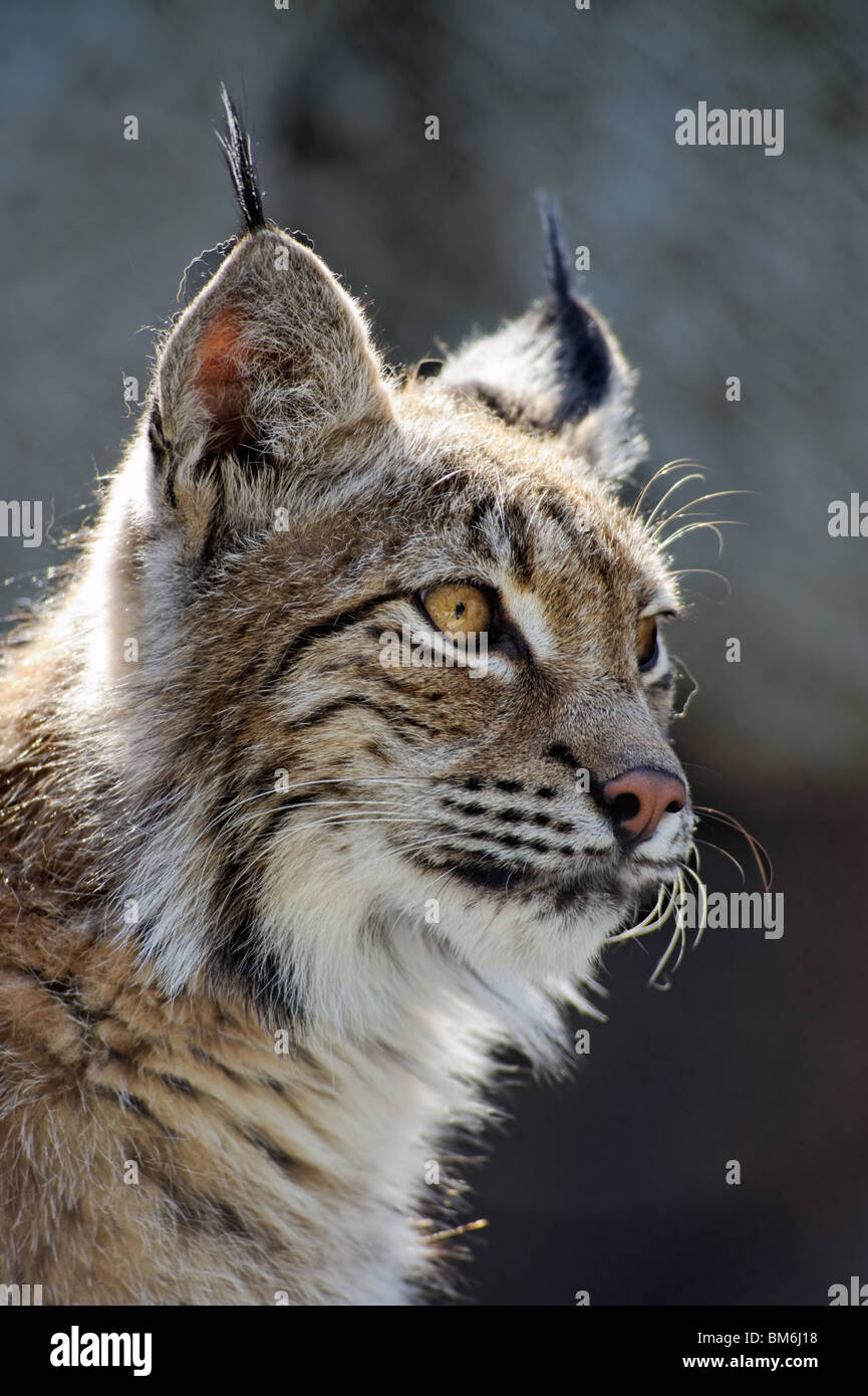 Lynx close-up shot Stock Photo - Alamy