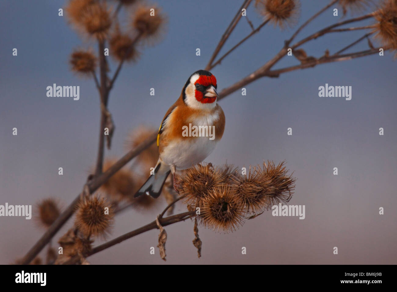 Distelfink hi-res stock photography and images - Alamy