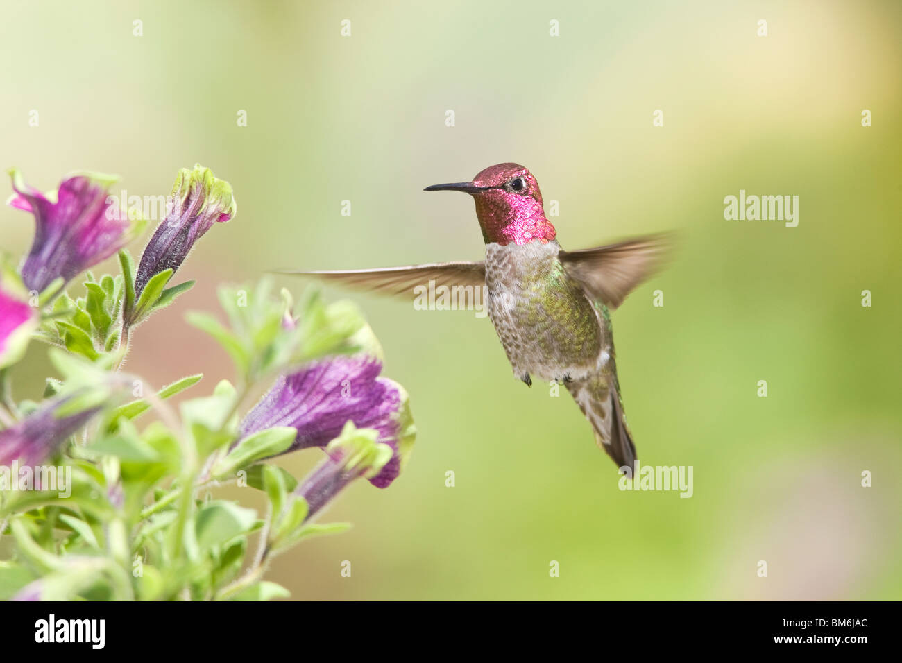 Anna's Hummingbird in Petunia x hybrida 'Pretty Much Picasso' Stock ...