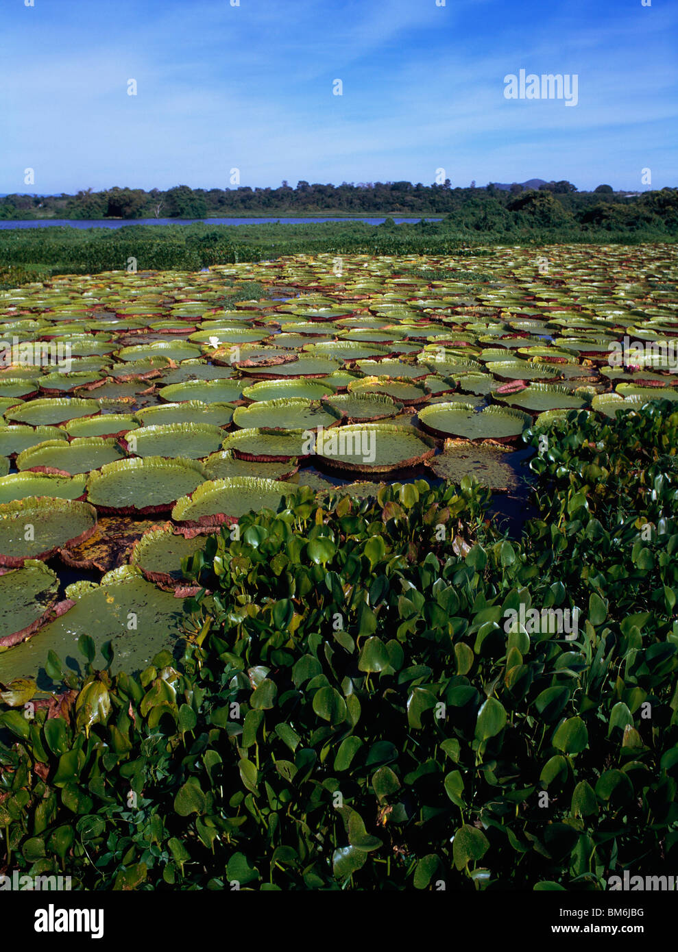 Water Lilies, Brazil Stock Photo - Alamy