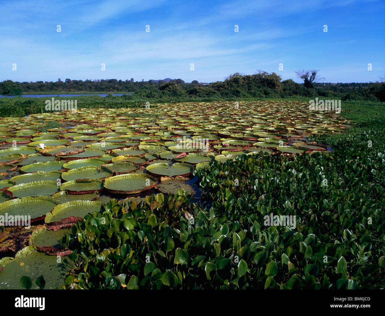 Water Lilies, Brazil Stock Photo - Alamy