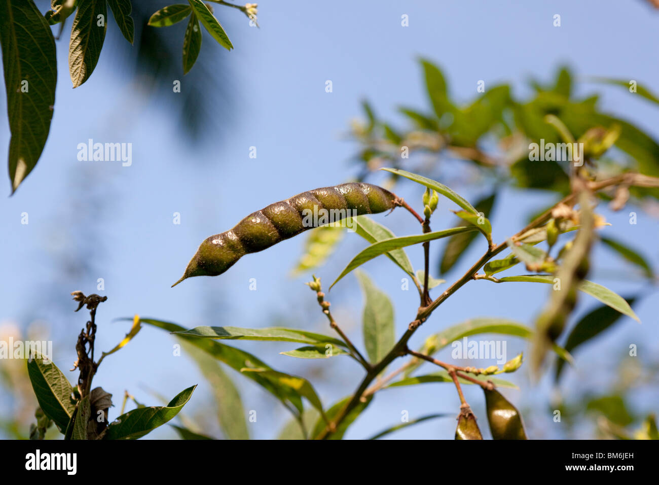 Fresh black soya beans in a tree Stock Photo - Alamy