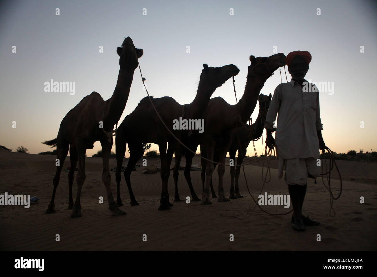 Four camels hi-res stock photography and images - Alamy