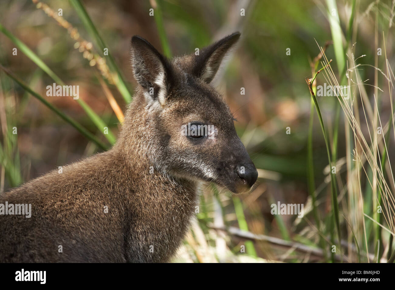 Bennett’s wallabies tasmania hi-res stock photography and images - Alamy