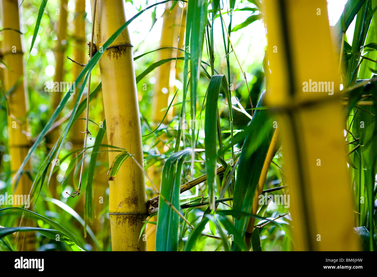 big yellow bamboo Stock Photo - Alamy