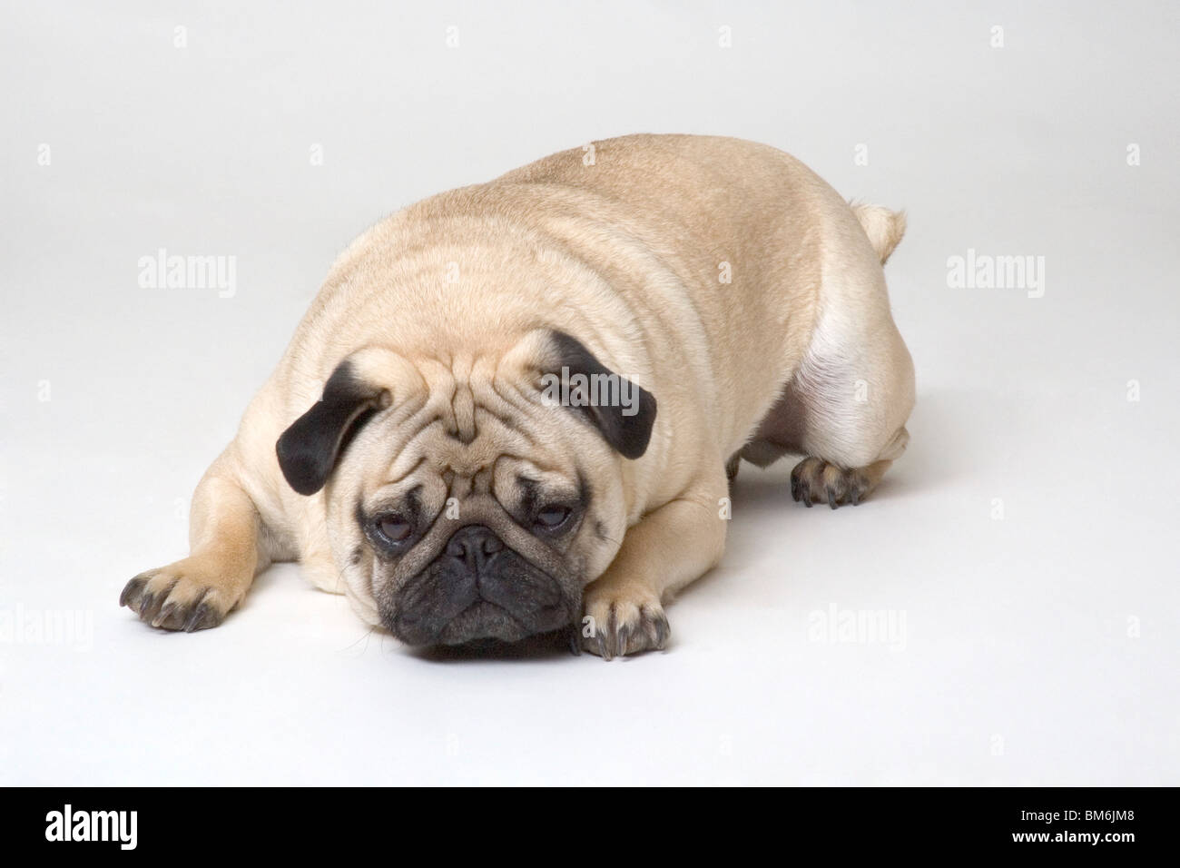 Puppy pics hi-res stock photography and images - Alamy