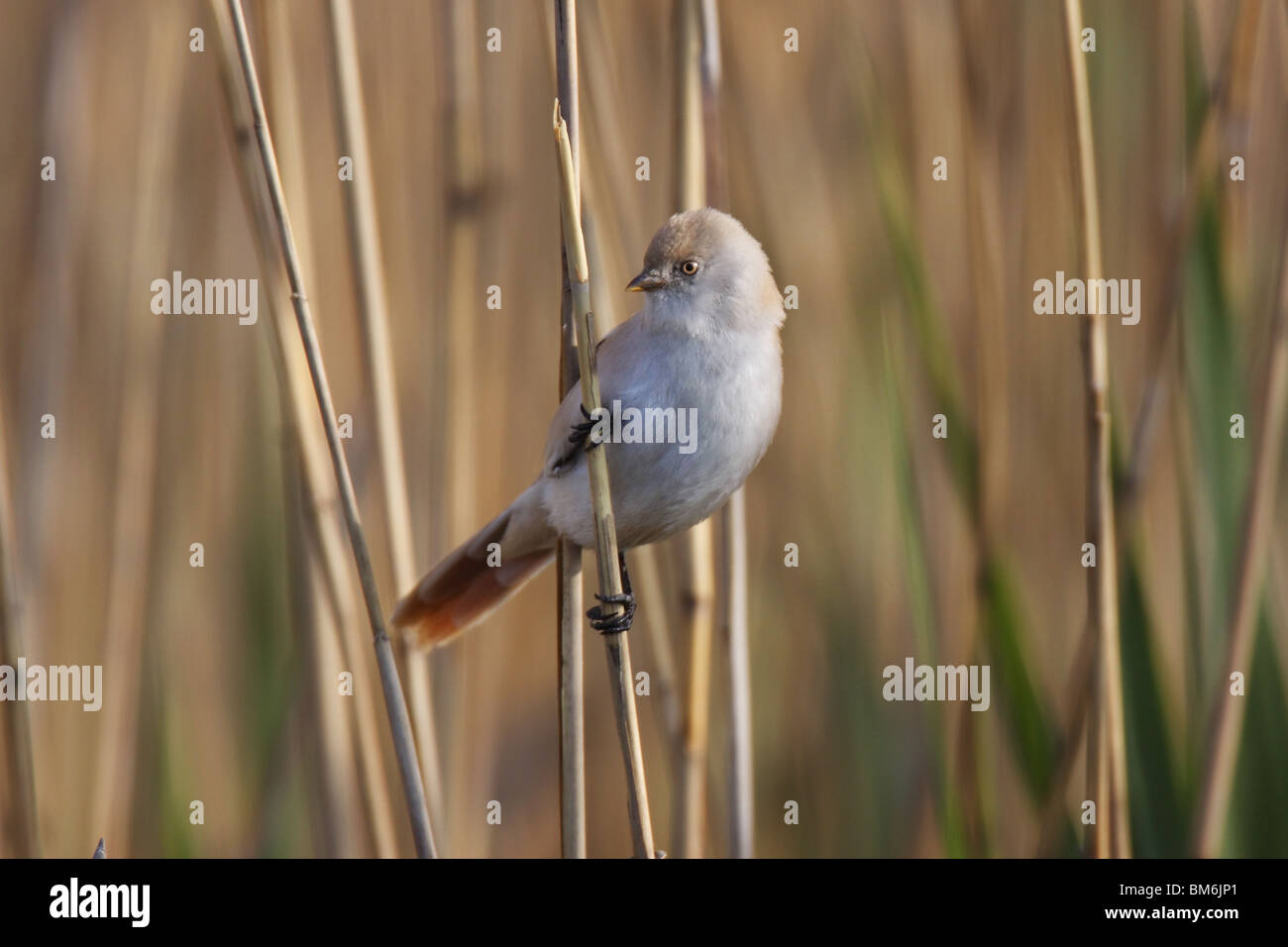 Bartmeise Panurus biarmicus Timaliidae weibchen female Stock Photo - Alamy
