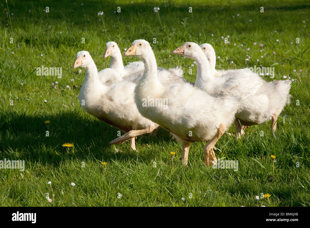 White Embden domestic geese, Hampshire, England Stock Photo - Alamy