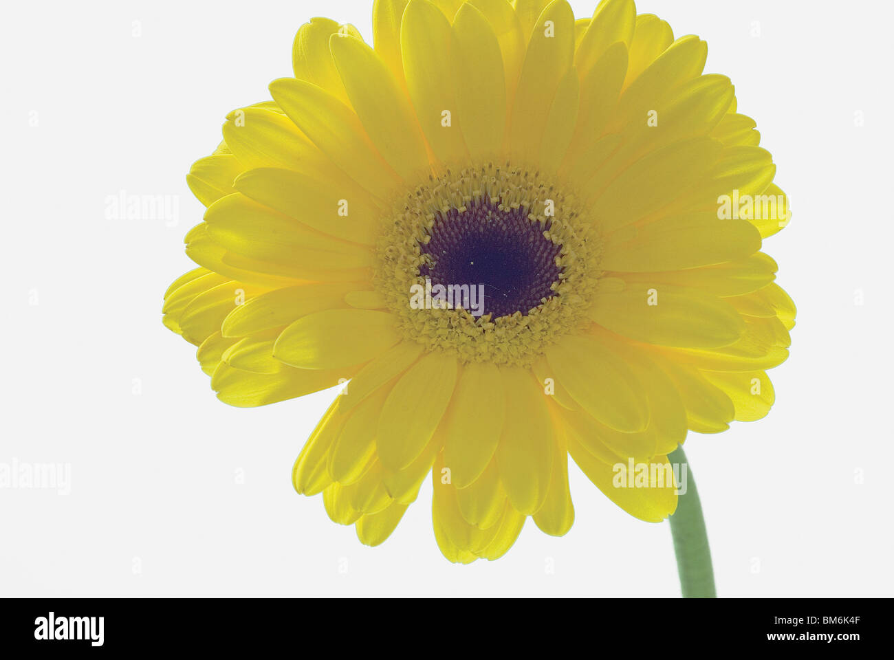 Single Yellow Gerbera Daisy Stock Photo - Alamy