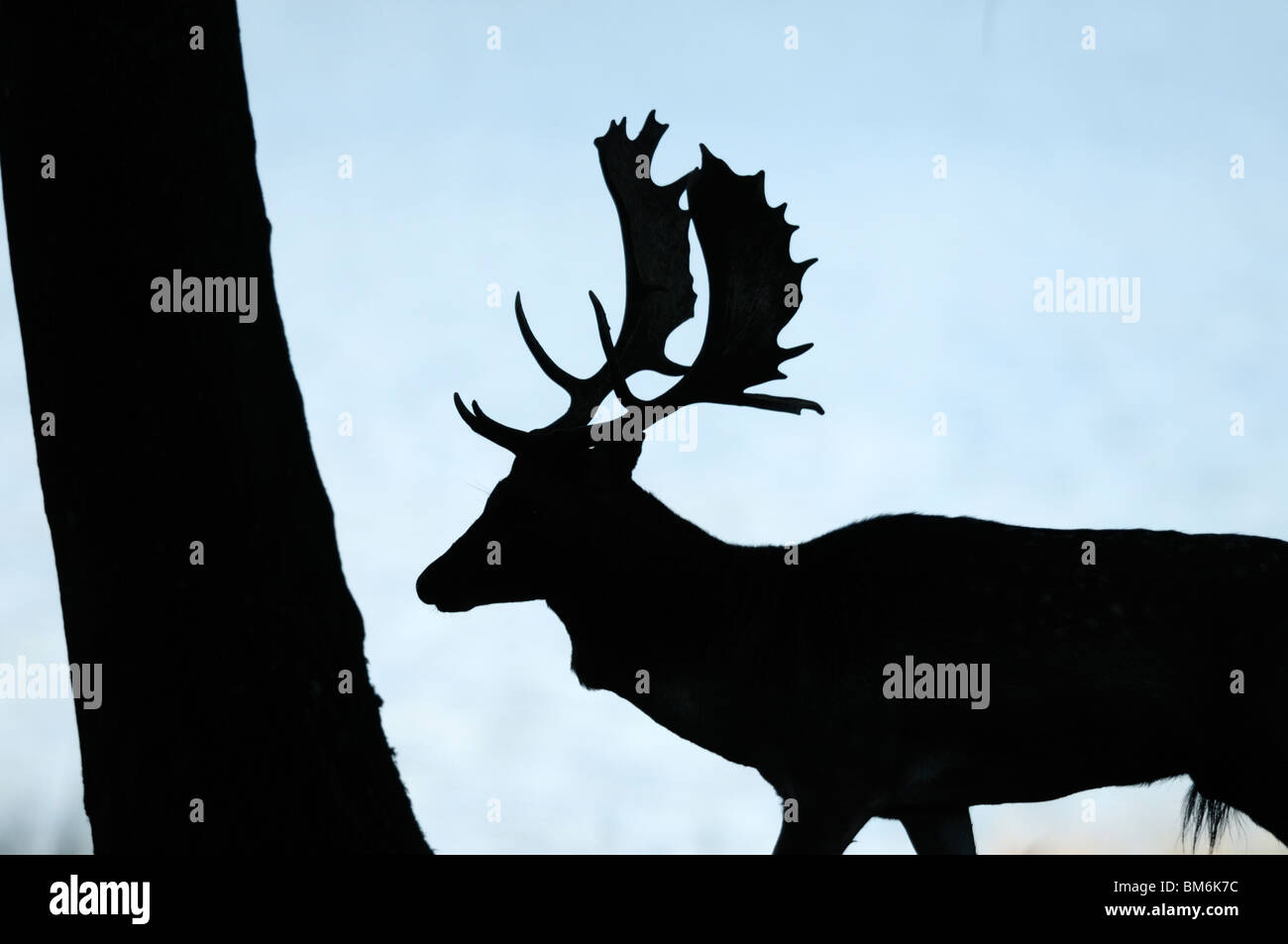 Fallow Deer Silhouette High Resolution Stock Photography and Images - Alamy