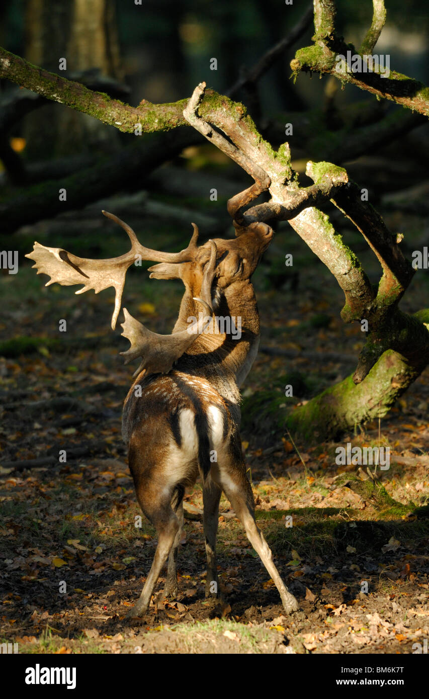 Deer scratching its antler hi-res stock photography and images - Alamy