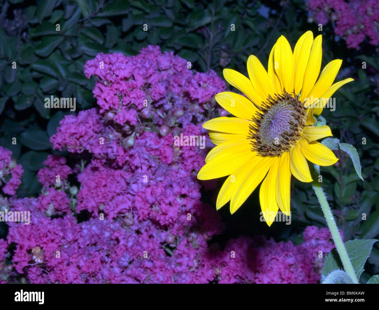 Sunflower pics hi-res stock photography and images - Alamy