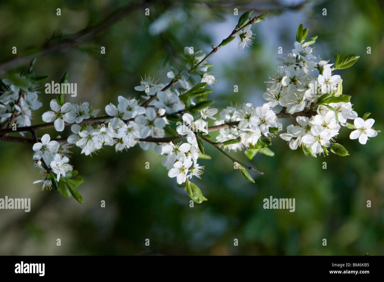 Water hawthorn uk hi-res stock photography and images - Alamy