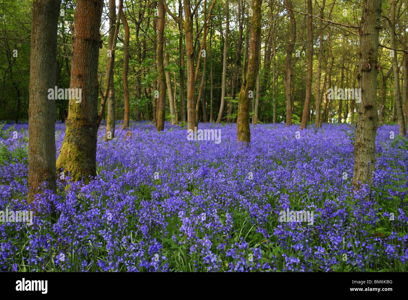 Bluebells in Cowleaze Woods in the Chilterns on the border of ...