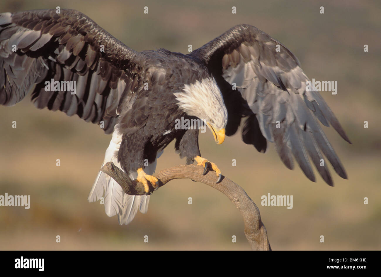 Bald Eagle Landing With Wings Spread Stock Photo - Alamy