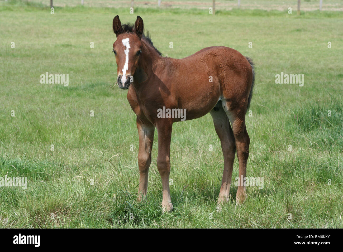 A young Thoroughbred foal standing in grass Stock Photo - Alamy