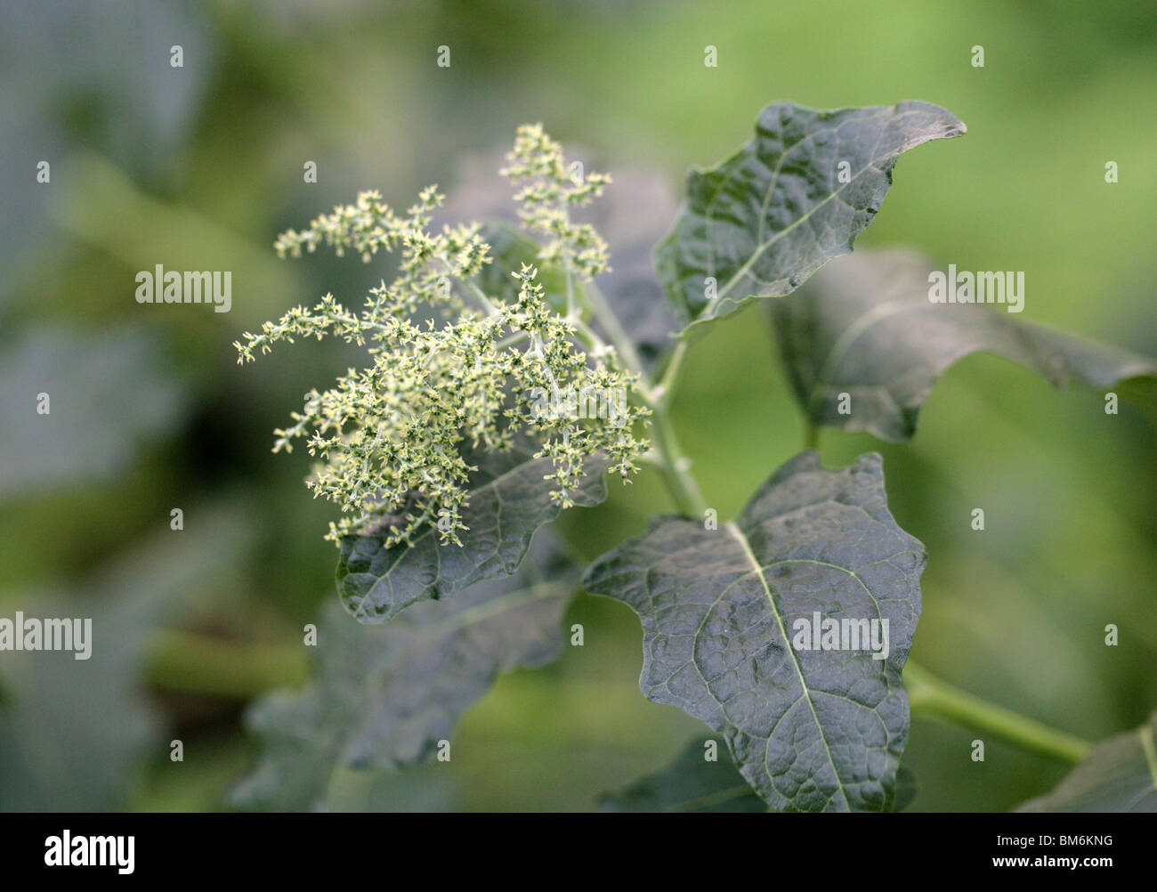 Chenopodium sanctaeclarae, Amaranthaceae (Chenopodiaceae), Juan ...
