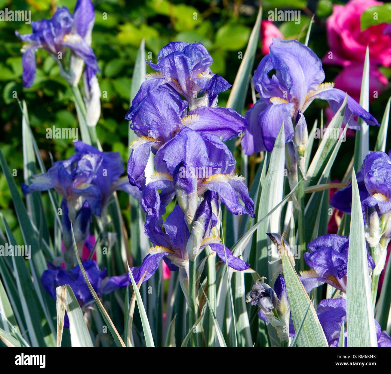 A bed of Siberian Iris Siberica Caesar's Brother Stock Photo - Alamy
