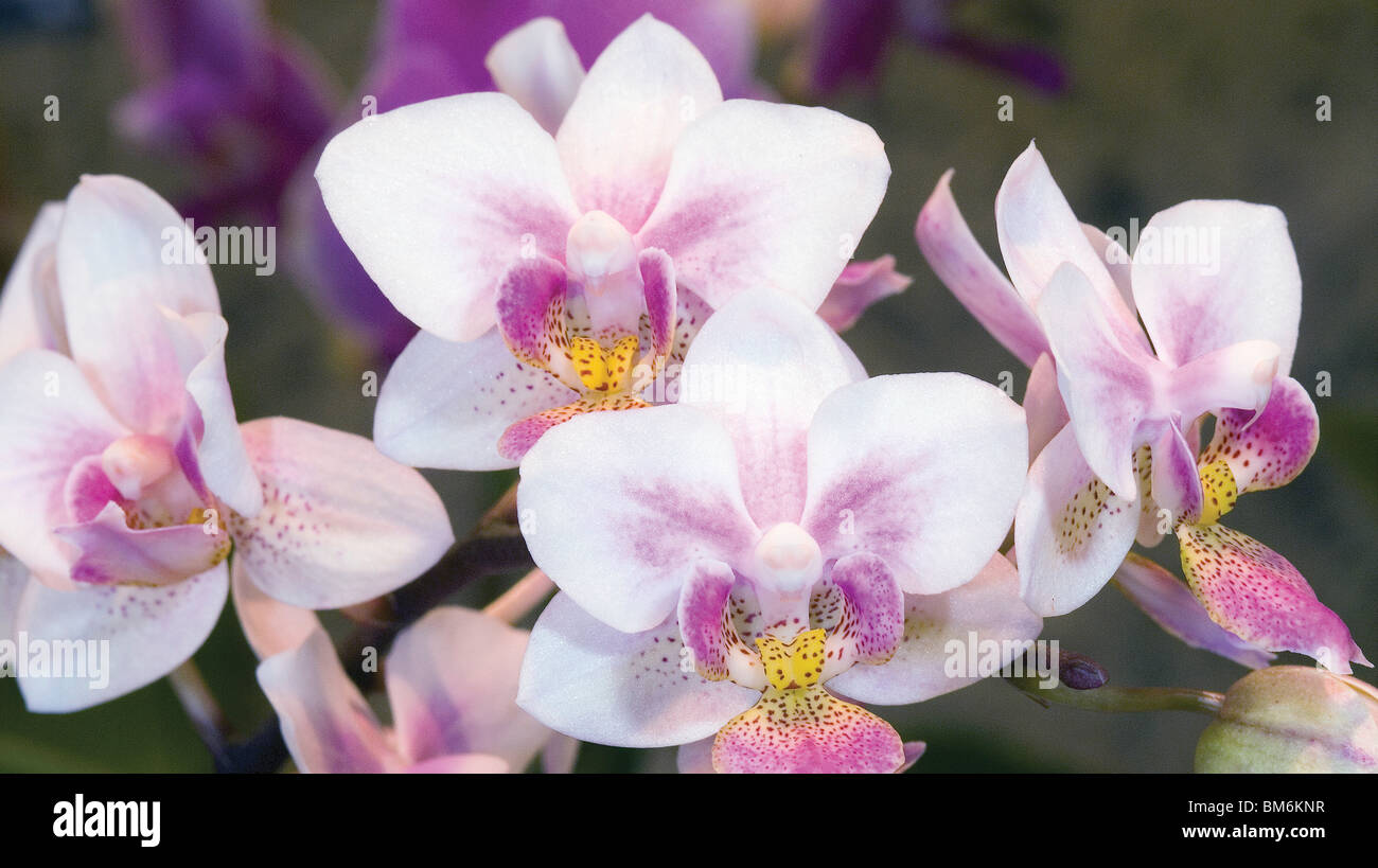 Group Of Orchid Oncidium Stock Photo - Alamy
