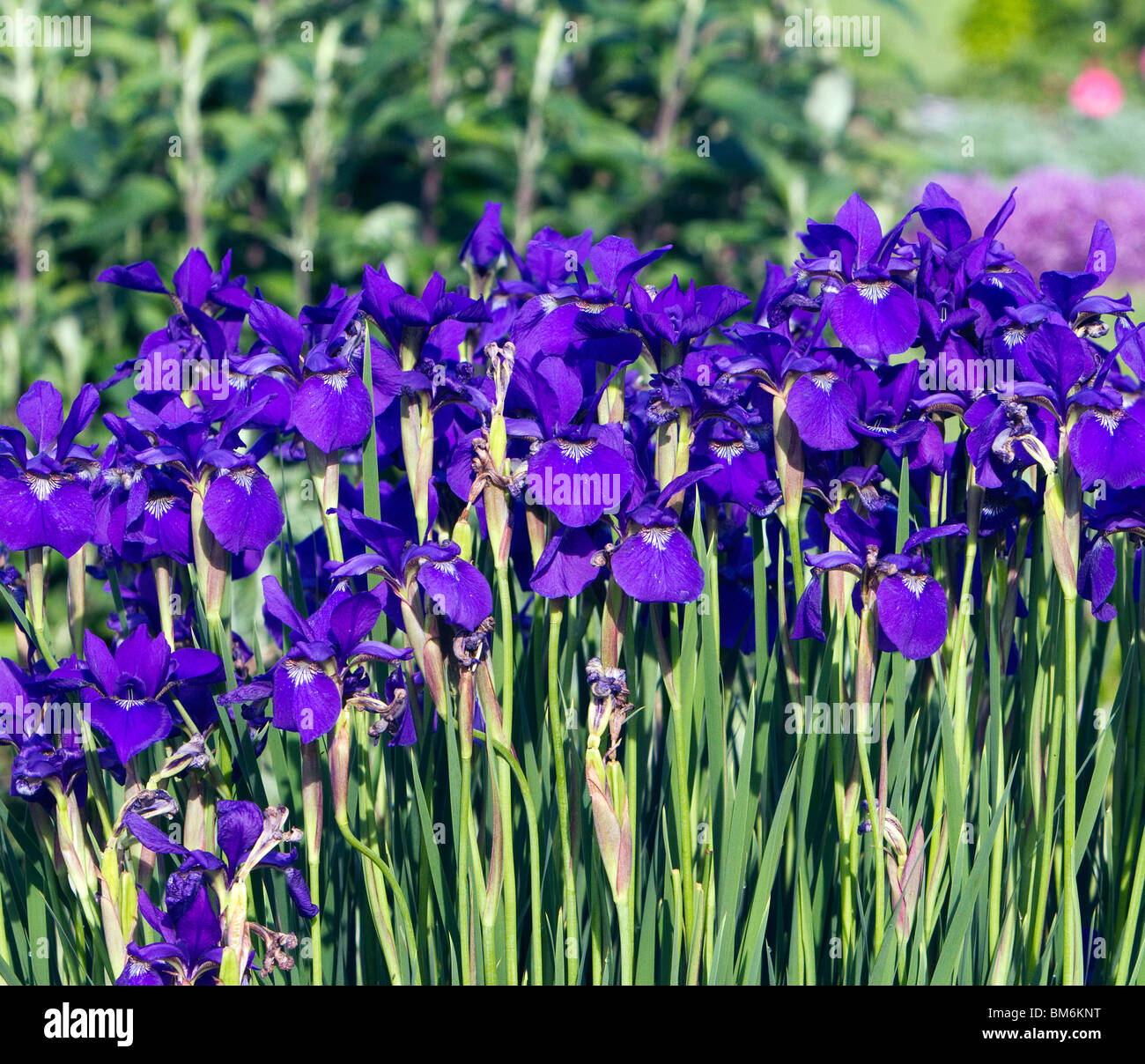 A bed of Siberian Iris Siberica Caesar's Brother Stock Photo - Alamy