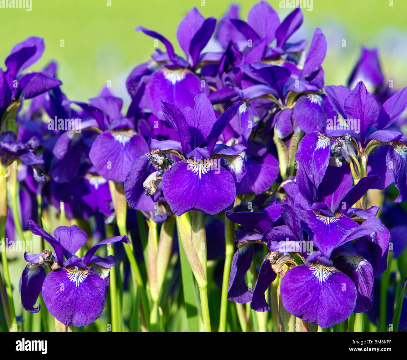 A bed of Siberian Iris Siberica Caesar's Brother Stock Photo - Alamy
