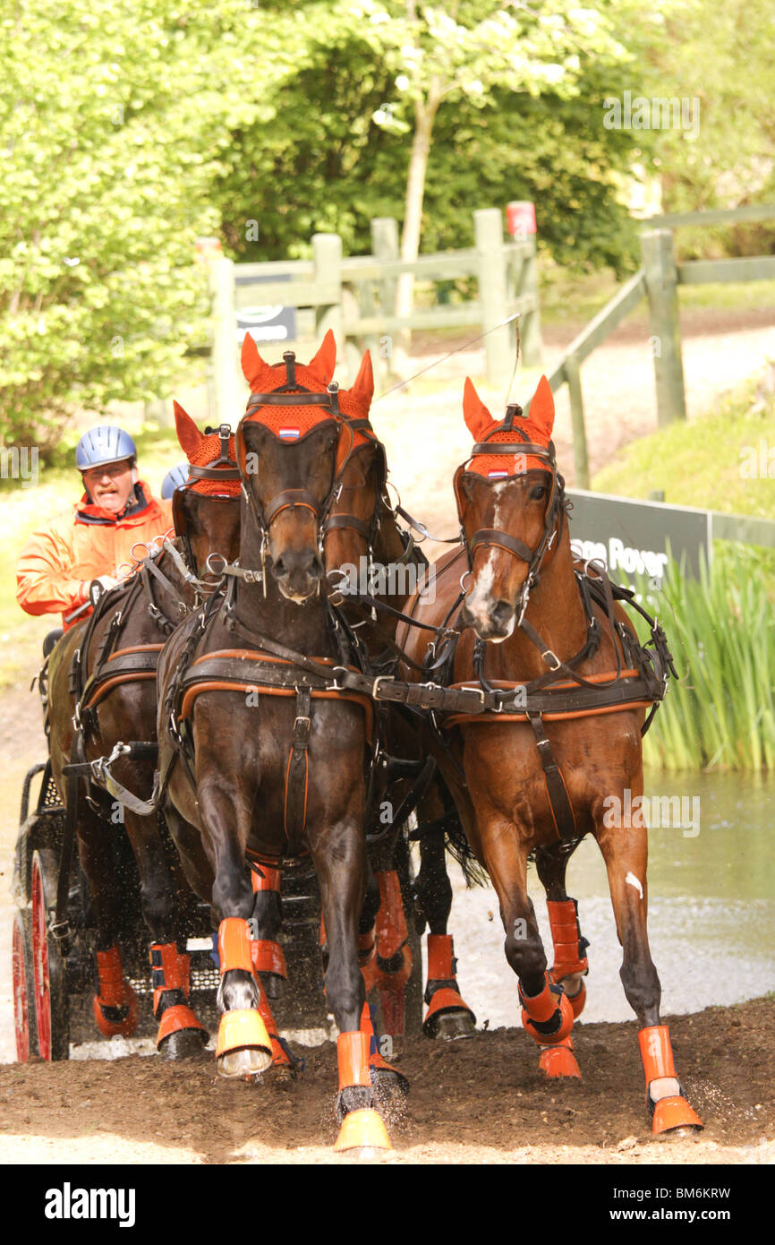 Driving horse hi-res stock photography and images - Alamy