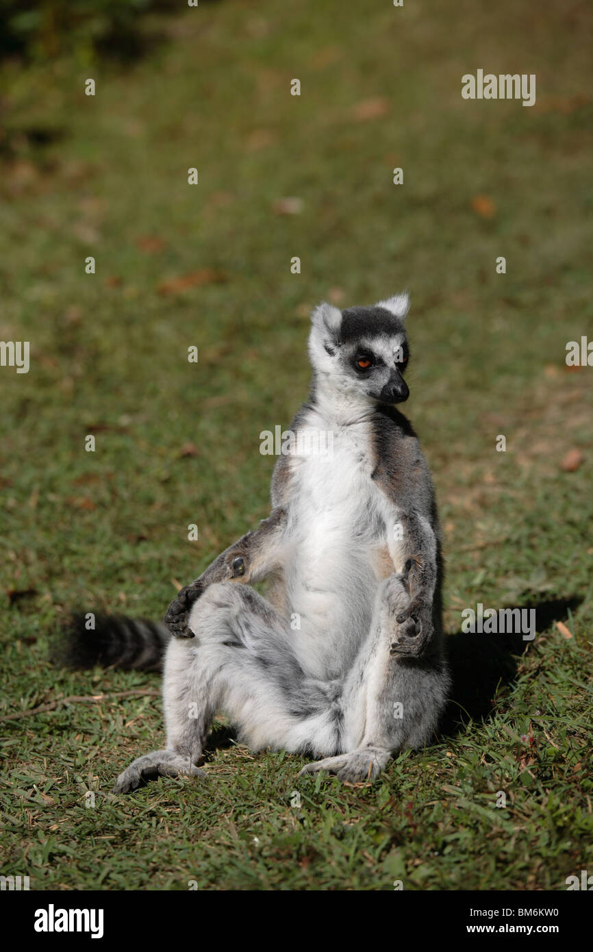 Ring tailed lemur madagascar hi-res stock photography and images - Alamy
