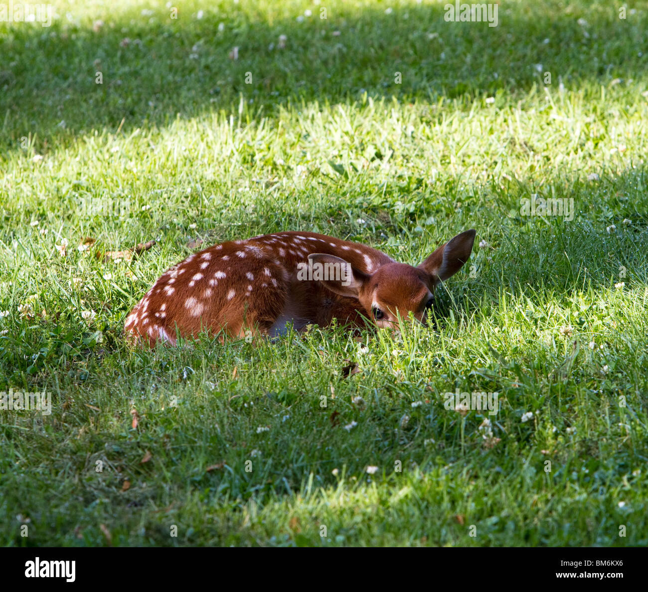 A fawn a baby deer left in the open. The fawn is laying curled up in a ...