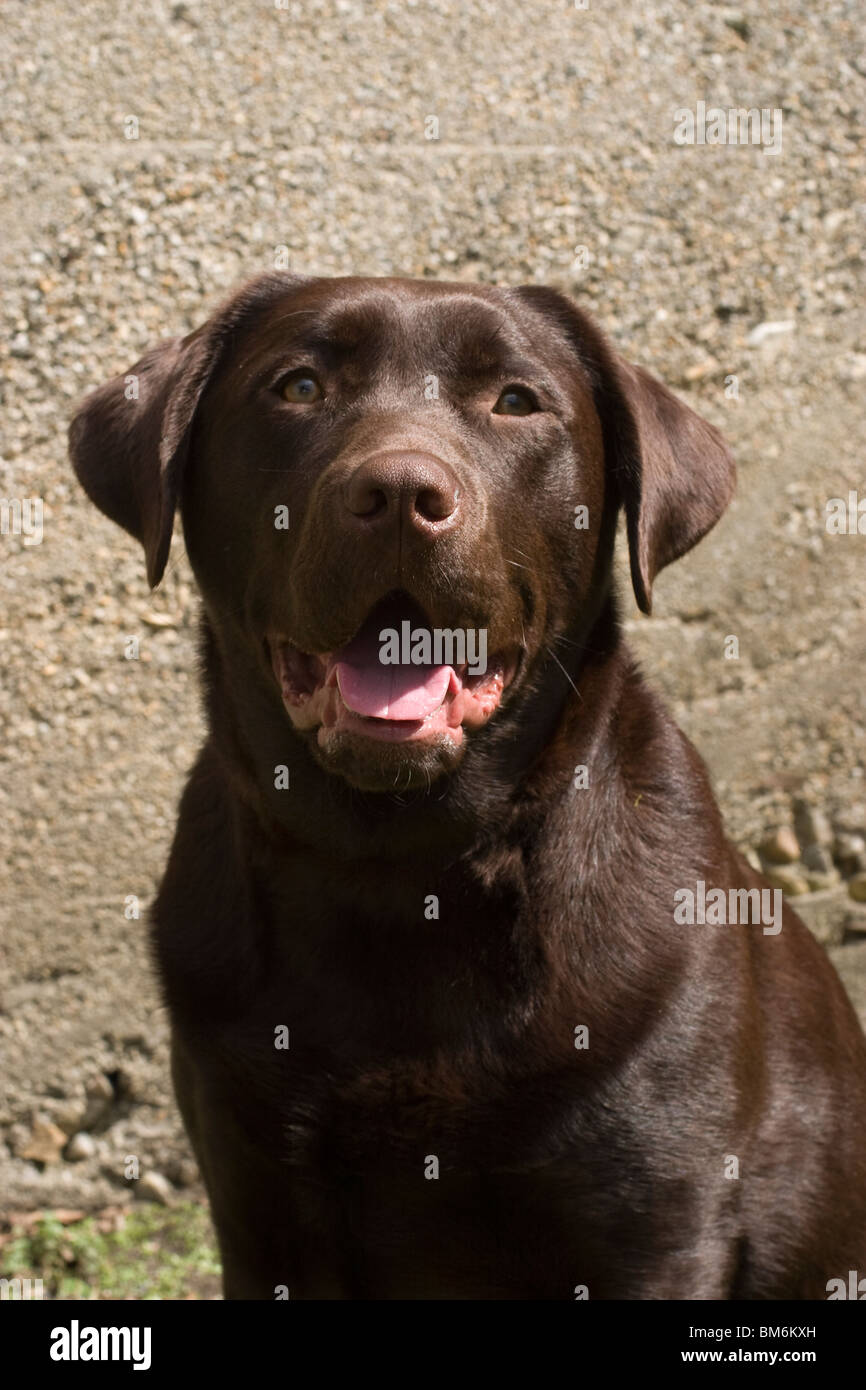 A mature chocolate Labrador retriever dog pants in the sun Stock Photo ...