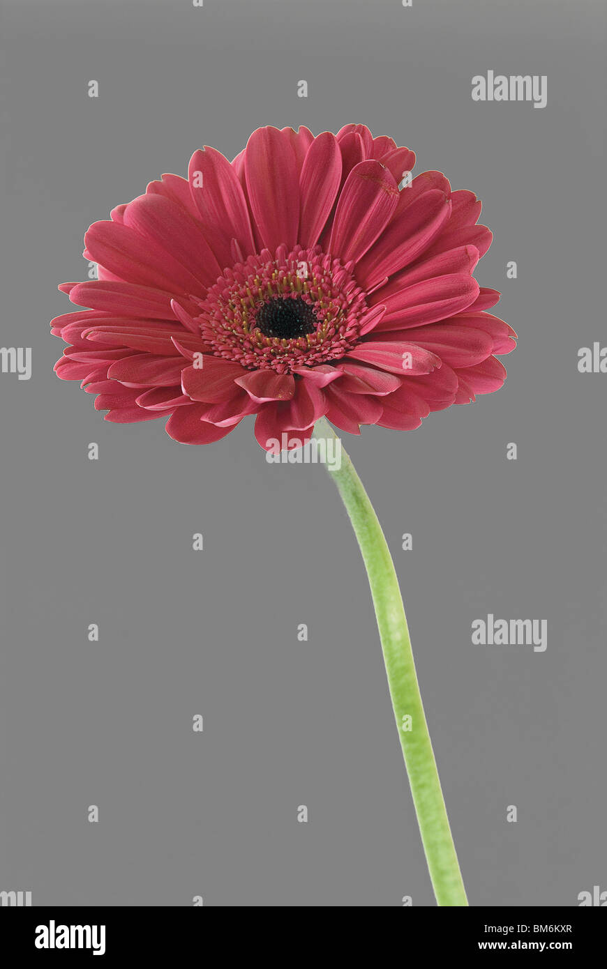 Single Gerbera Daisy Stock Photo - Alamy