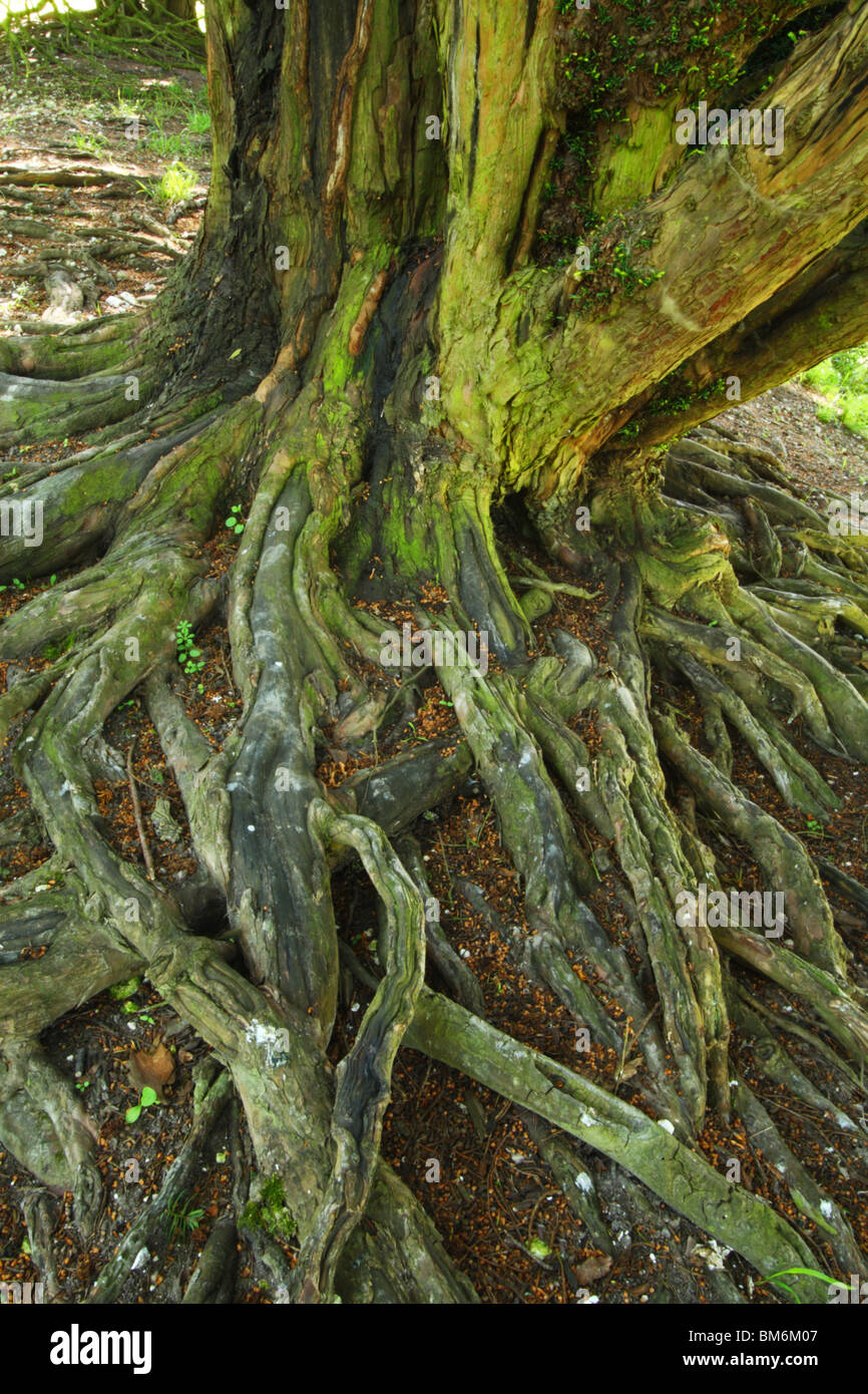 Roots of a yew tree, Linky Down Walk, Aston Rowant National Nature ...