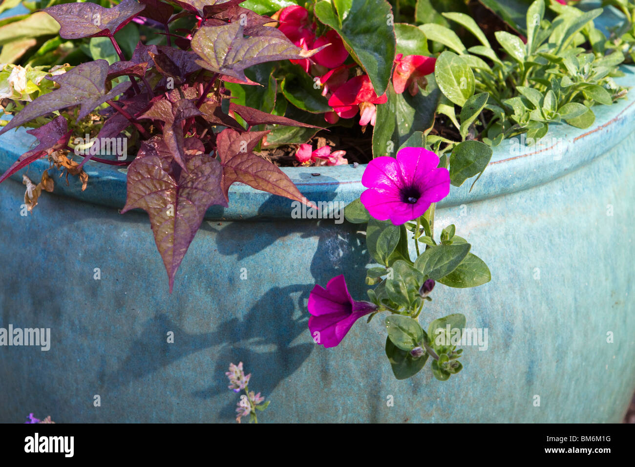 Overgrown garden pot with Pansy flowers hanging over the side Stock ...