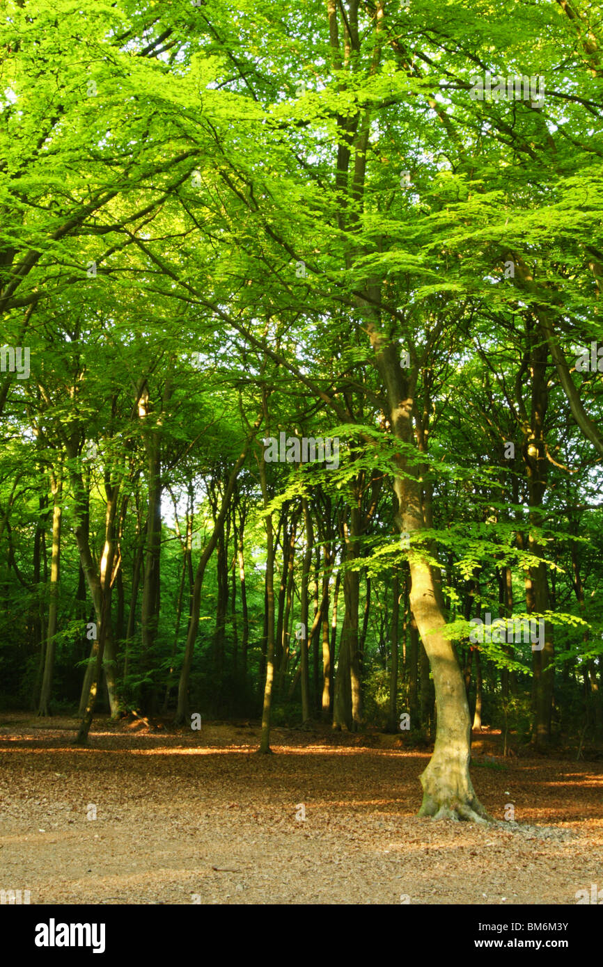 Downley common hi-res stock photography and images - Alamy
