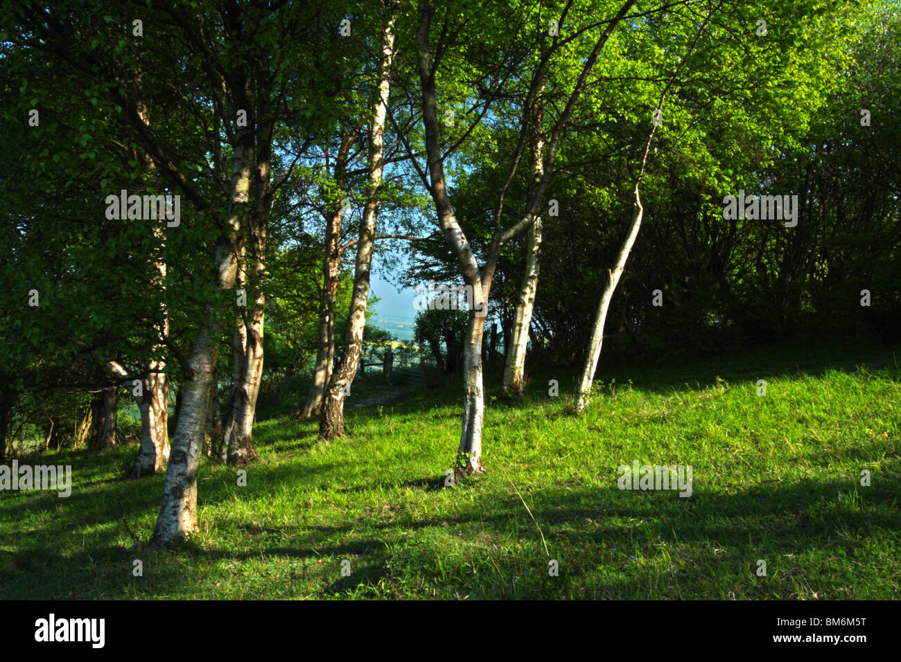 A grove of Birch trees, Linky Down Walk, Aston Rowant National Nature ...