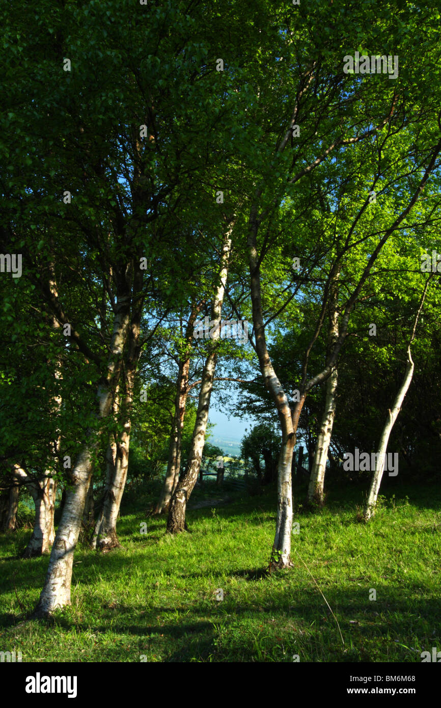 A grove of Birch trees, Linky Down Walk, Aston Rowant National Nature ...