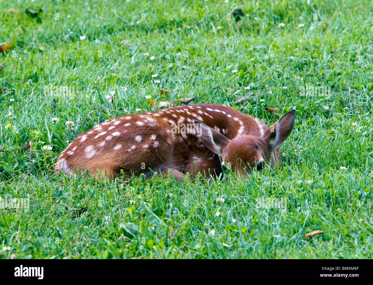 A fawn a baby deer left in the open. The fawn is laying curled up in a ...