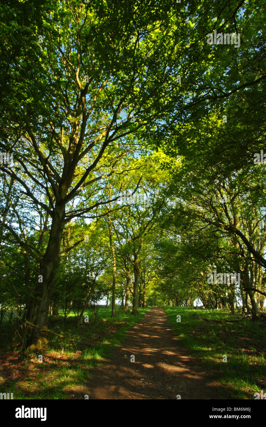 The Linky Down Walk through the Aston Rowant National Nature Reserve ...
