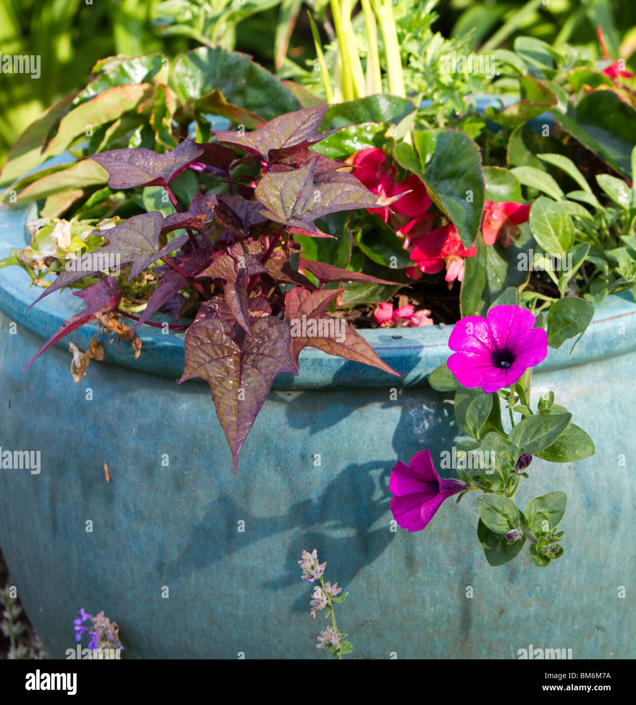 Overgrown garden pot with Pansy flowers hanging over the side Stock ...