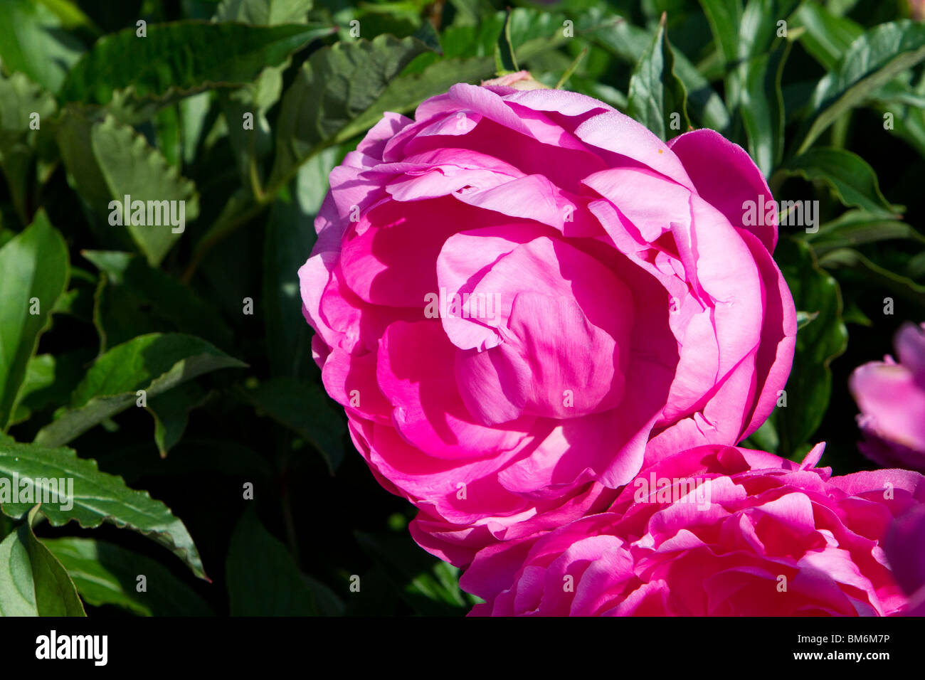 Peony Paeon Margaret Stock Photo - Alamy