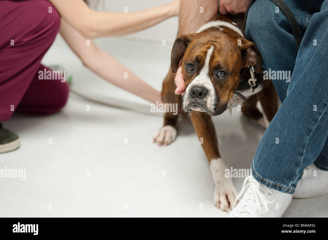 Legs behind ears hi-res stock photography and images - Alamy