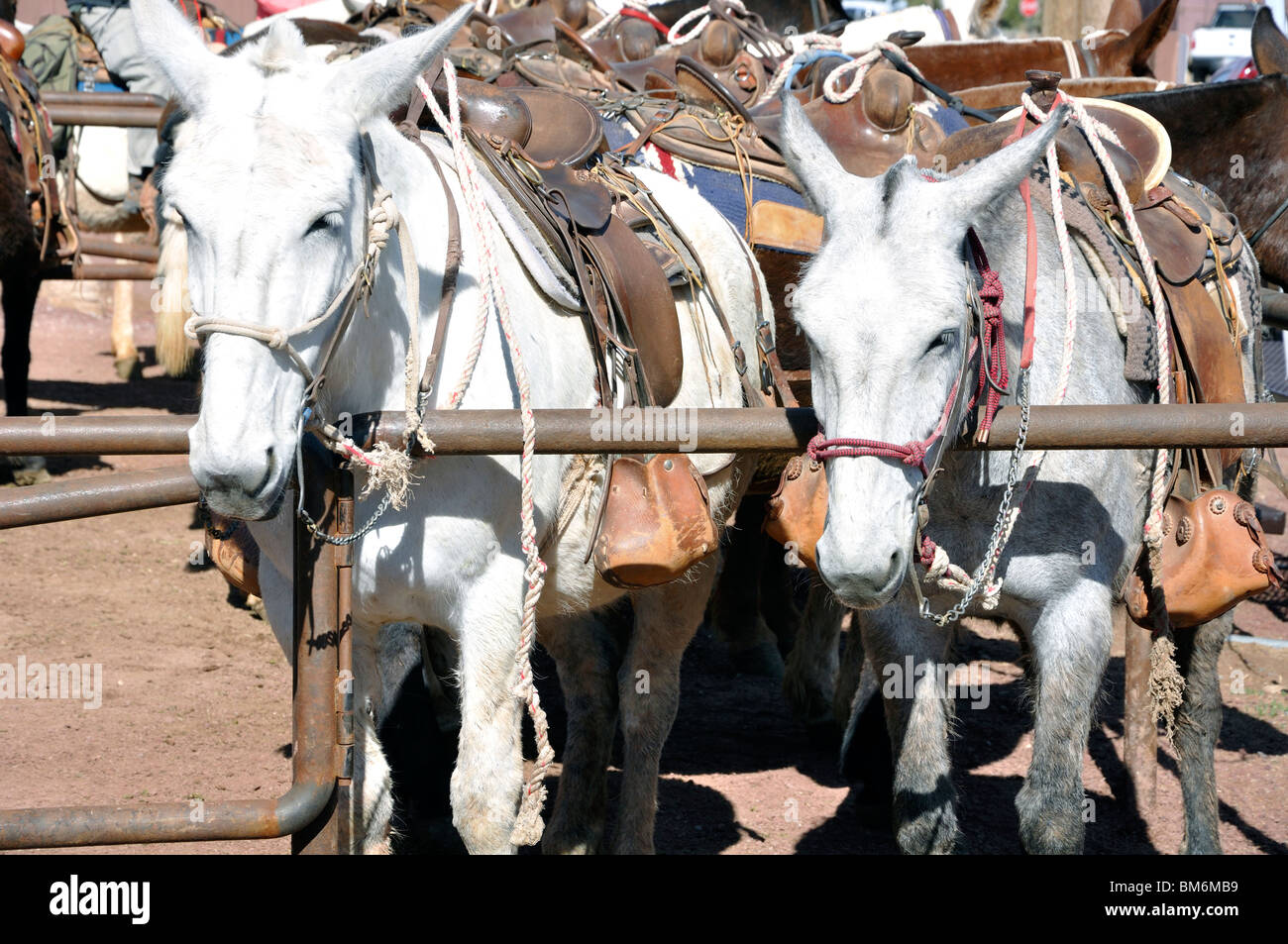 Mules, Grand Canyon, Arizona, USA Stock Photo - Alamy