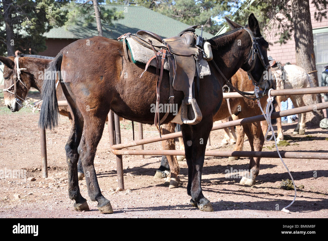 Mules, Grand Canyon, Arizona, USA Stock Photo - Alamy