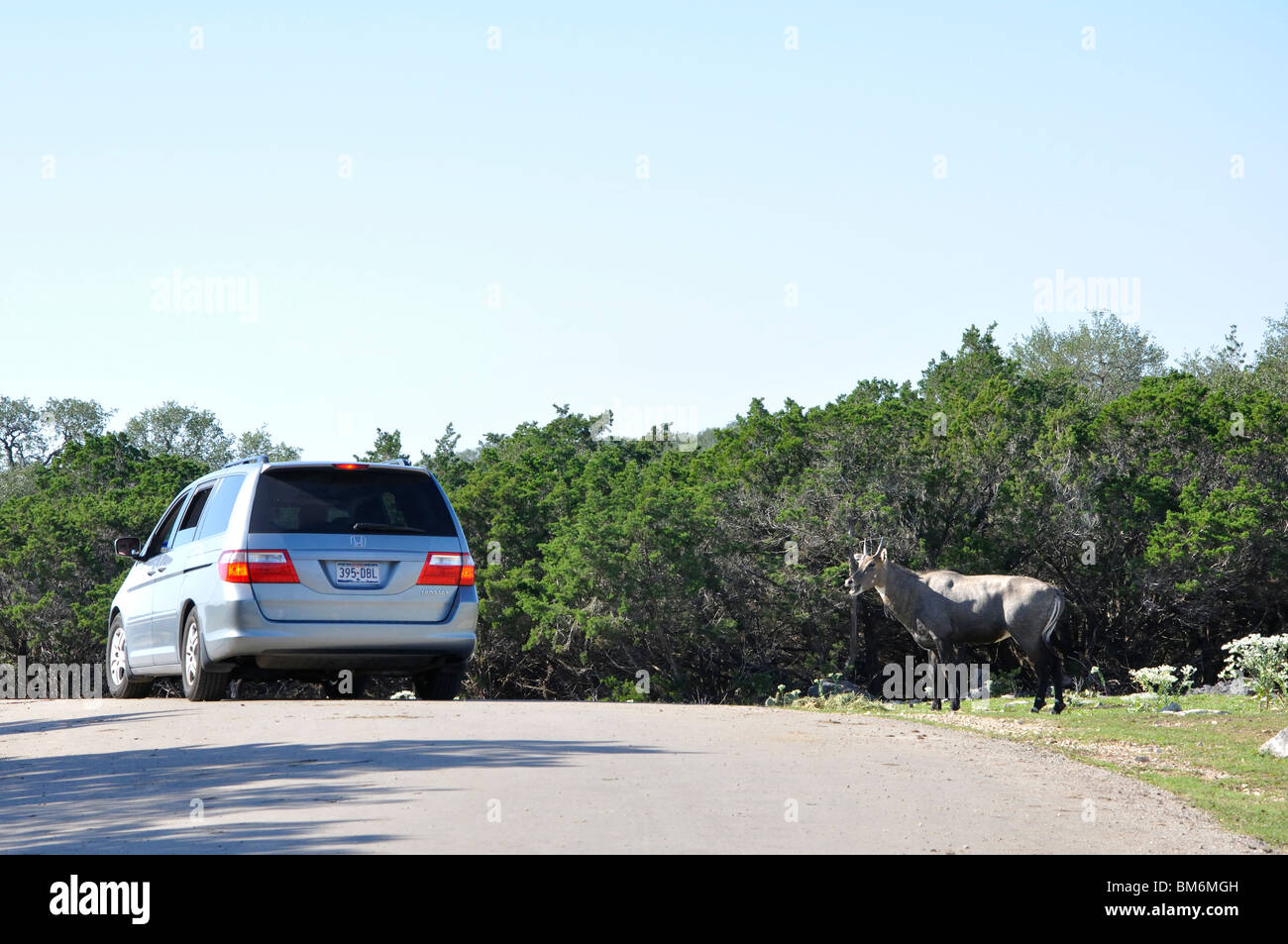 African Safari at Wildlife Ranch, Texas Hill Country, USA Stock Photo ...