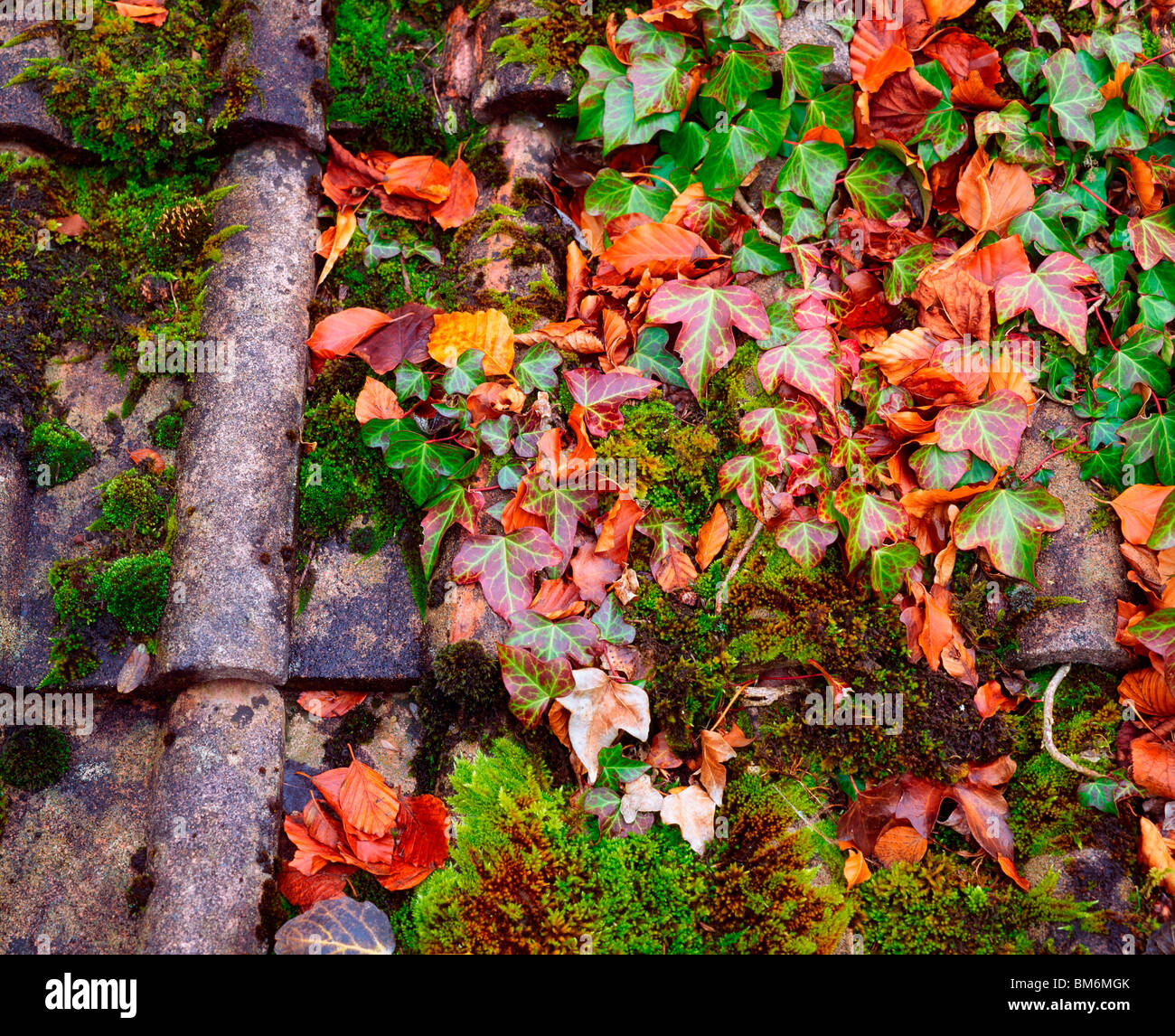 Mosses collection hi-res stock photography and images - Alamy