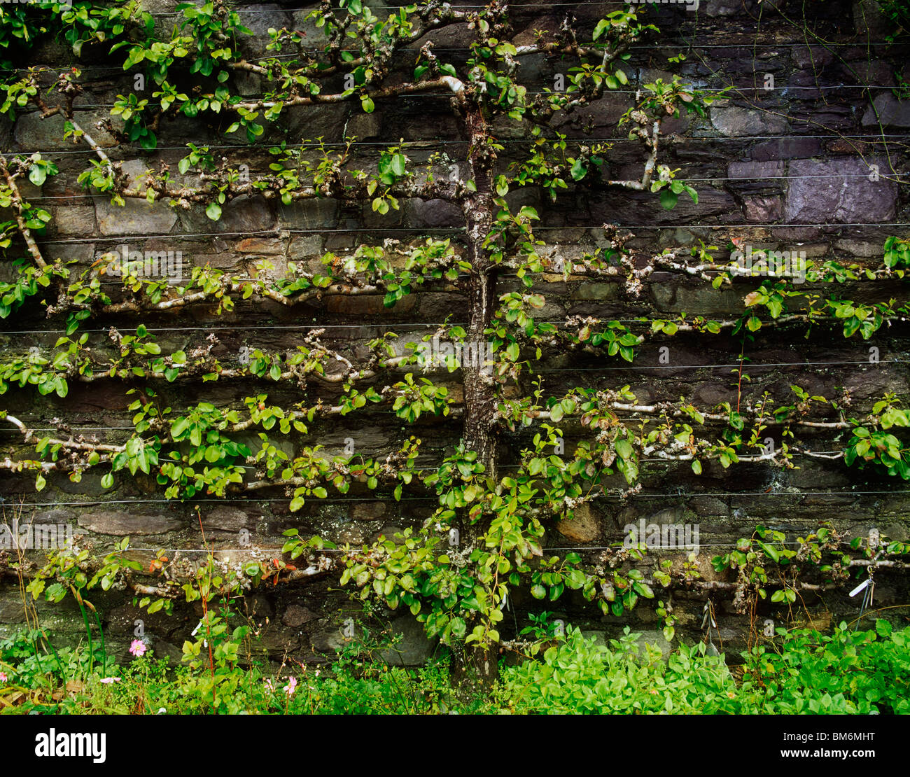 Espaliered apple trees hi-res stock photography and images - Alamy