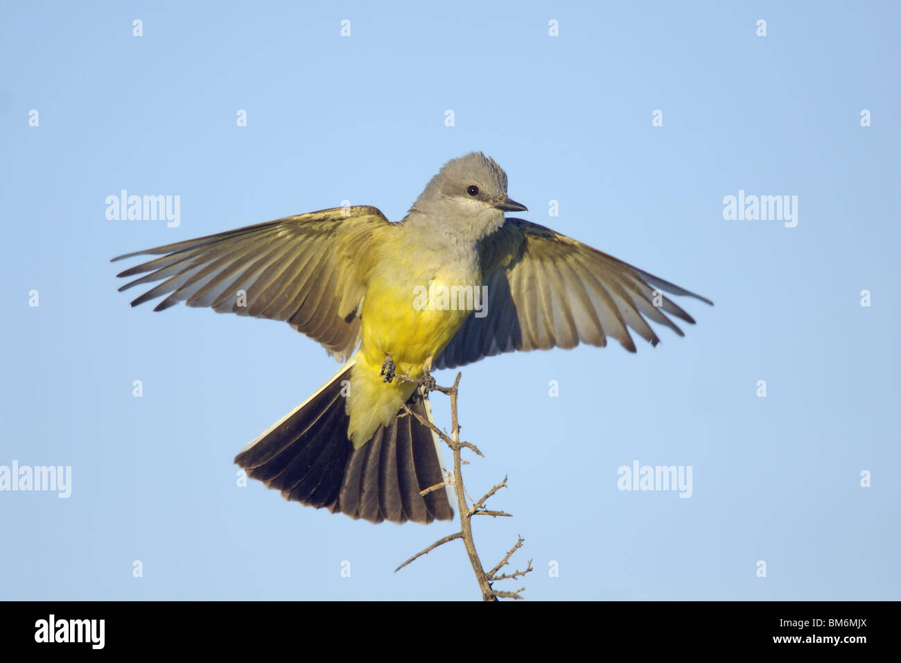 Western bird species hi-res stock photography and images - Alamy