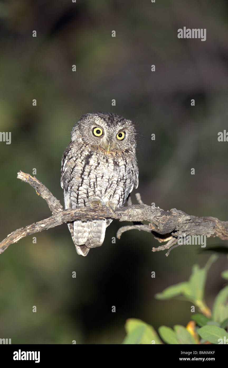 Whiskered screech owl hi-res stock photography and images - Alamy