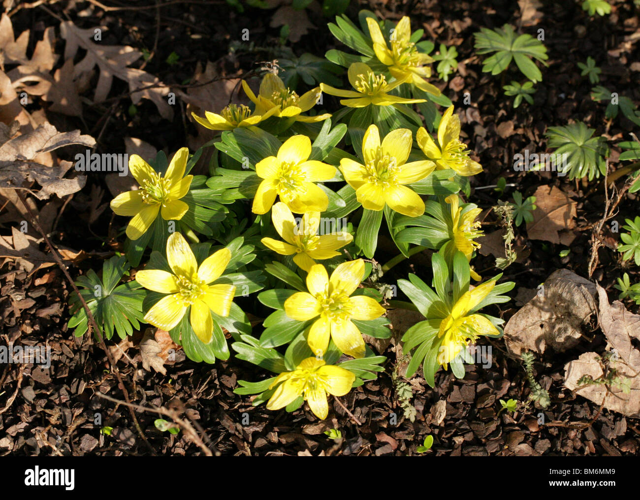 Yellow Wolfsbane Poison