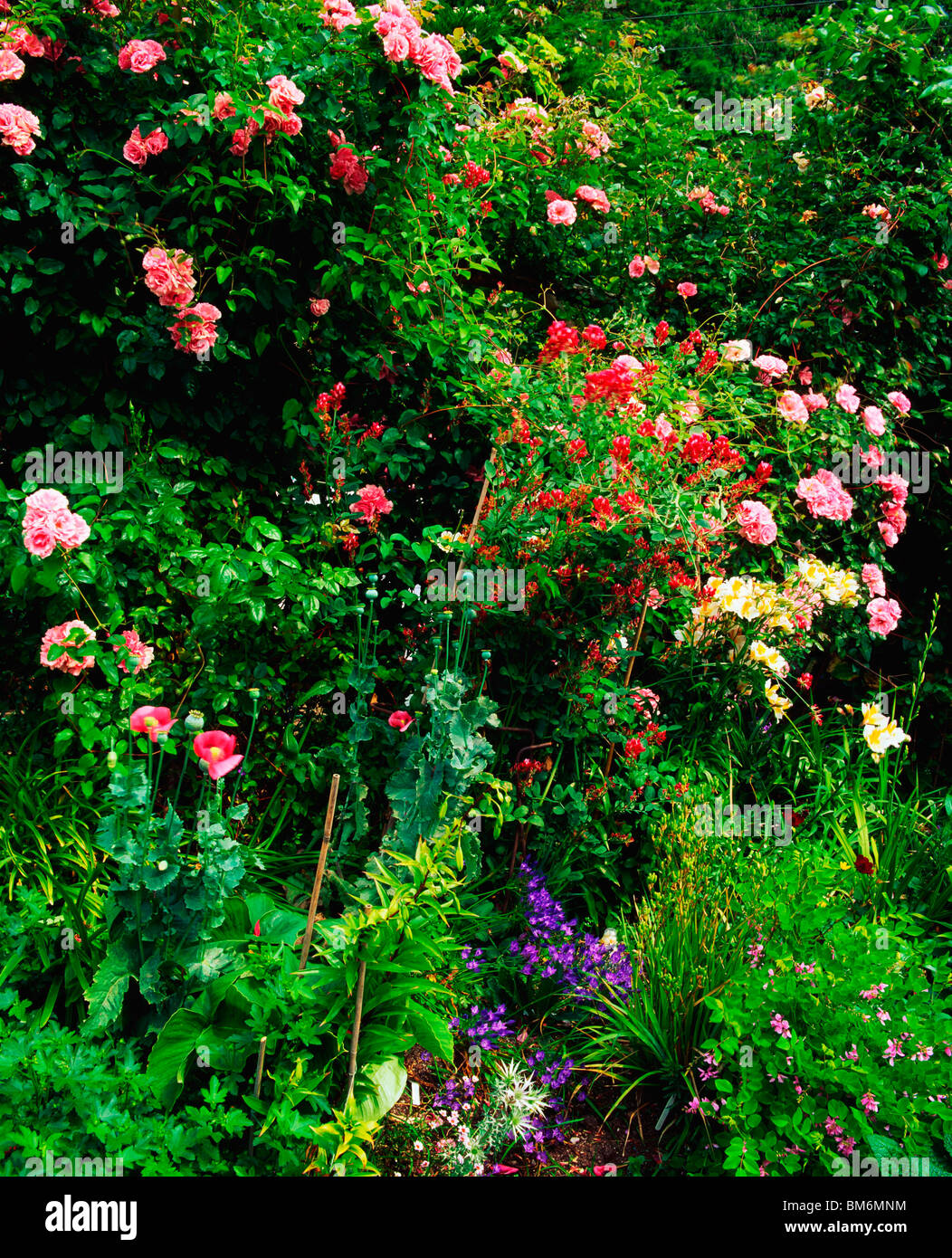 Rose roses rosebush rosebushes hi-res stock photography and images - Alamy