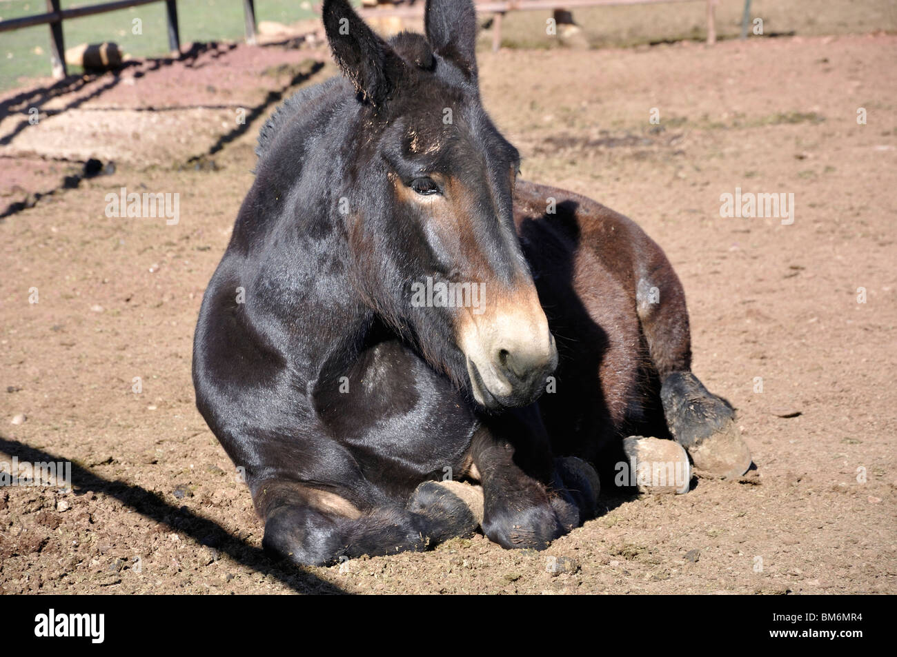 Mule, Grand Canyon, Arizona, USA Stock Photo - Alamy
